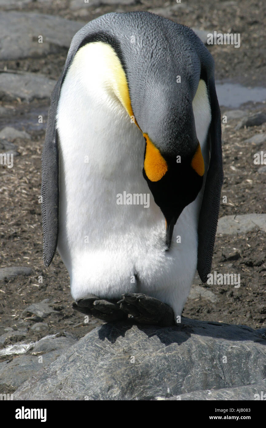 King Penguins at St Andrews Bay on South Georgia island which is the ...