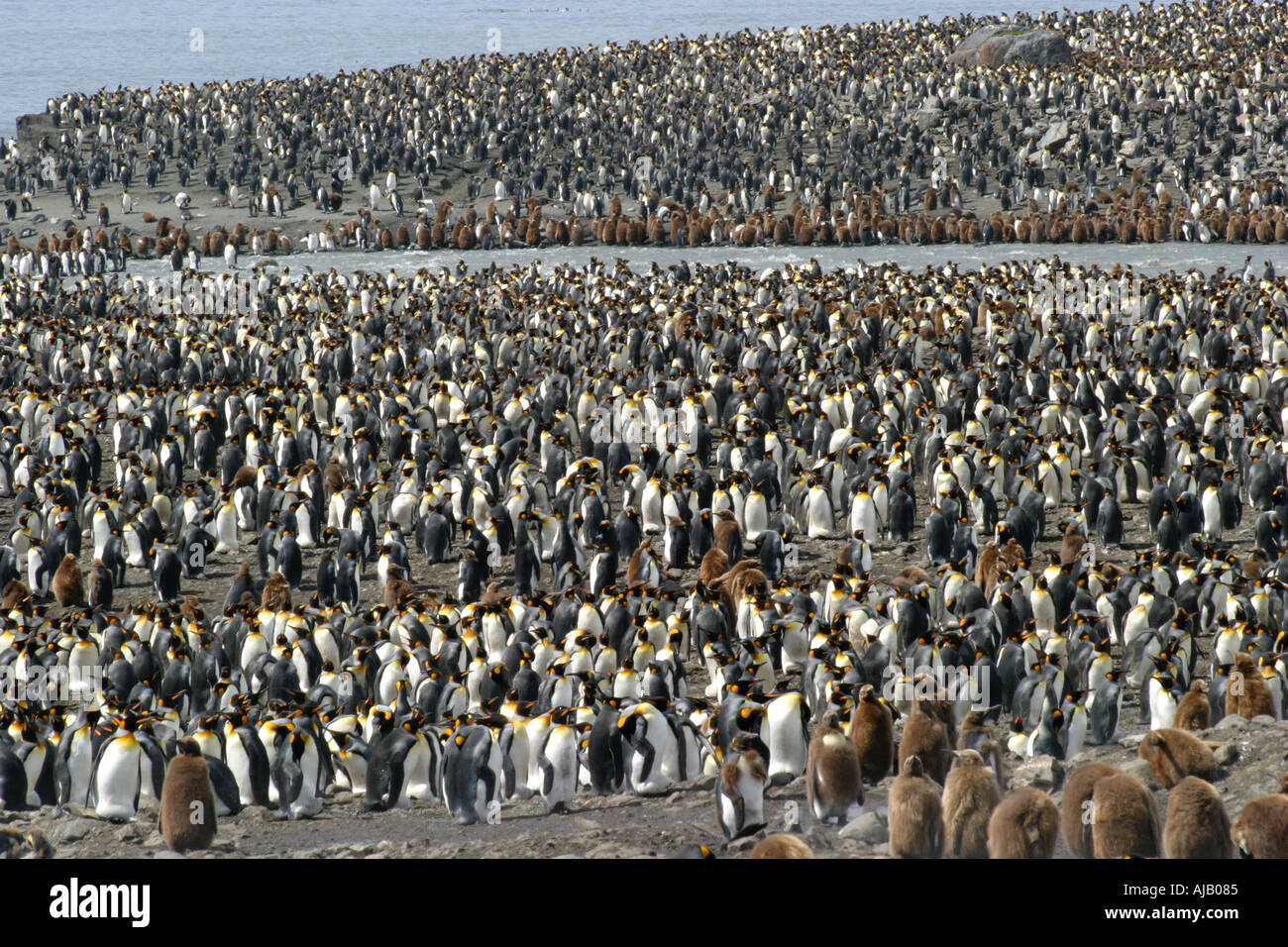 Massed King penguins at St Andrews Bay South Georgia the largest ...