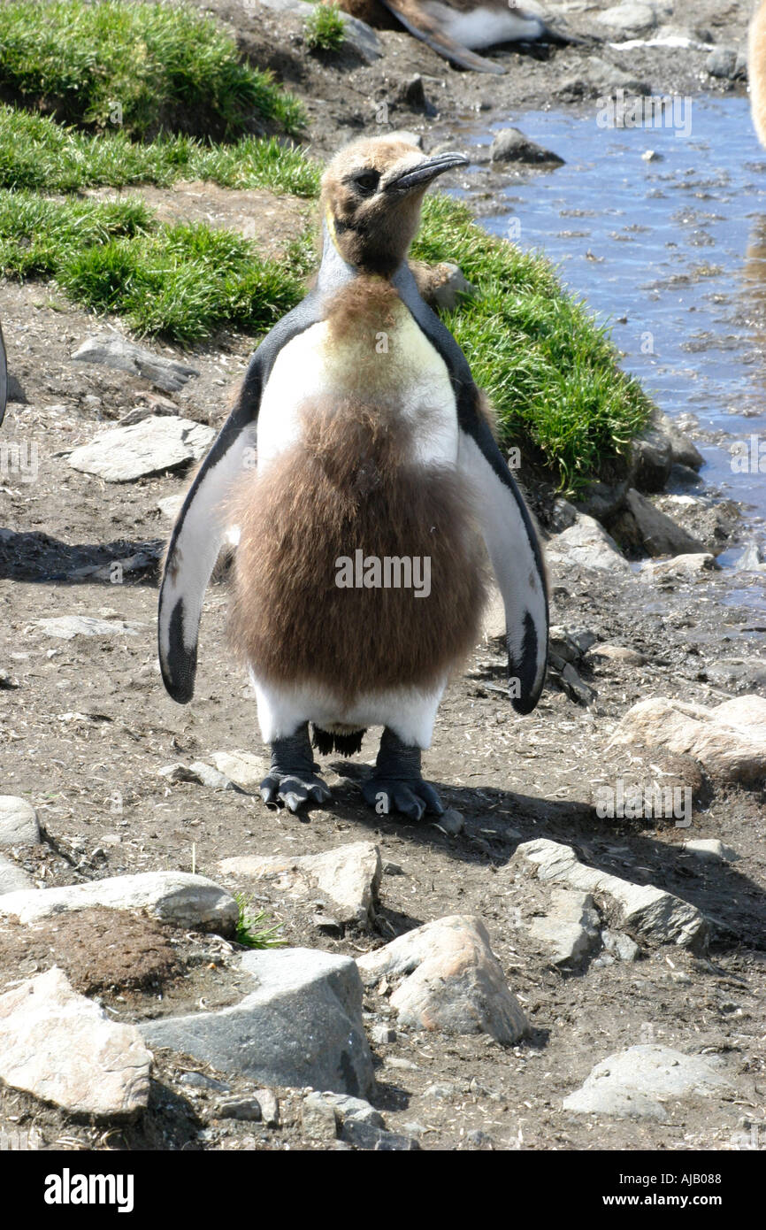 moulting King Penguin Chick at St Andrews bay Rookery South Georgia the ...