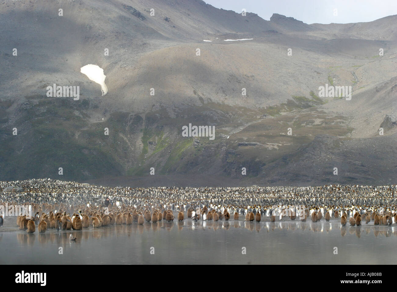 King Penguins at St Andrews Bay Rookery South Georgia the largest ...