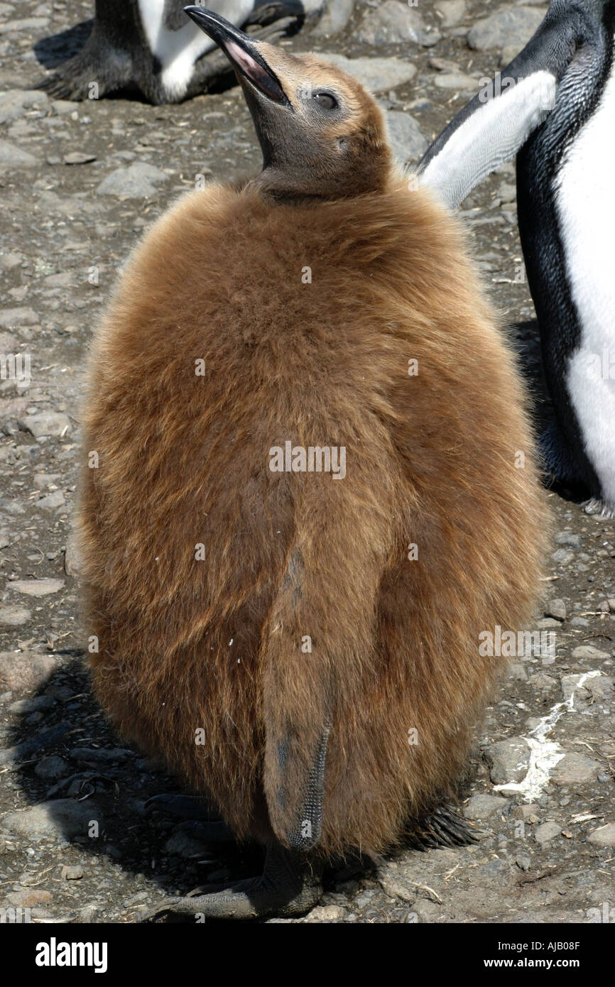 King Penguin chick at St Andrews Bay Rookery South Georgia the largest ...