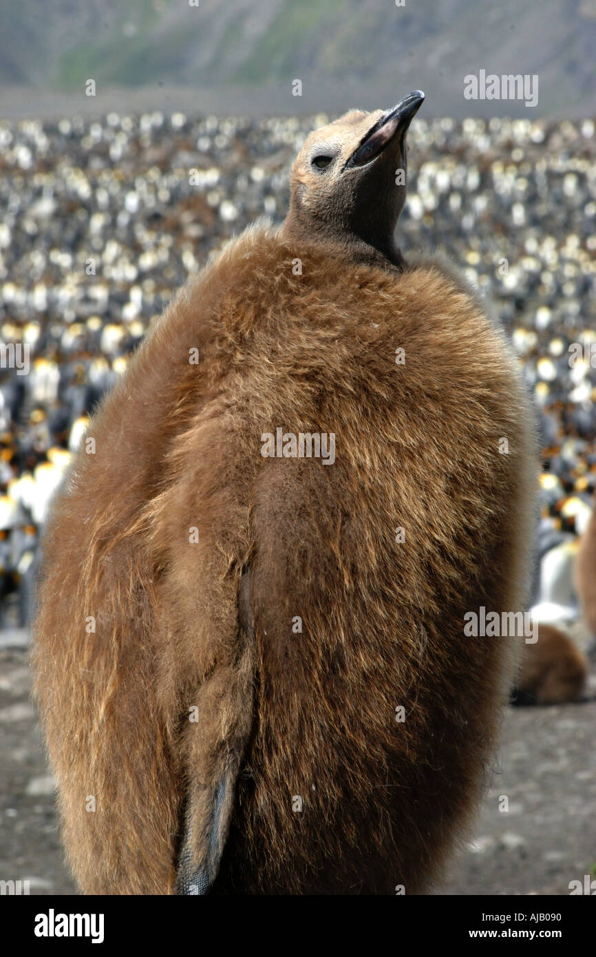 King Penguin chick at St Andrews Bay Rookery South Georgia the largest ...