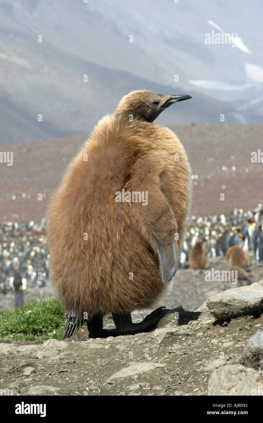 King Penguin chick at St Andrews Bay Rookery South Georgia the largest ...