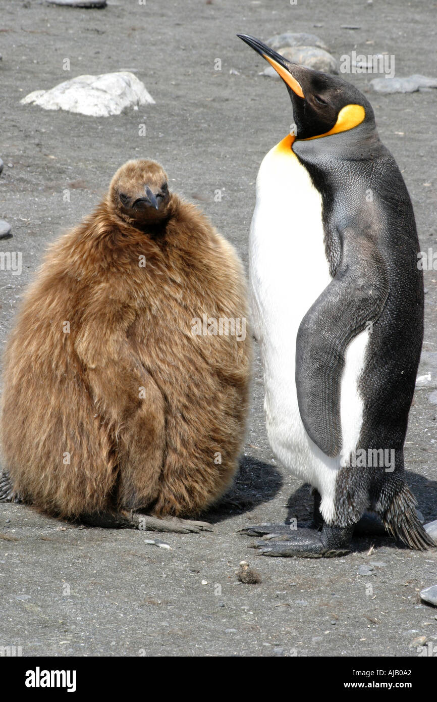 King Penguin mother and baby chick at St Andrews Bay South Georgia the ...