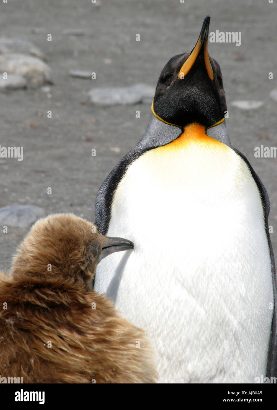 King Penguins at St Andrews Bay on South Georgia island which is the ...