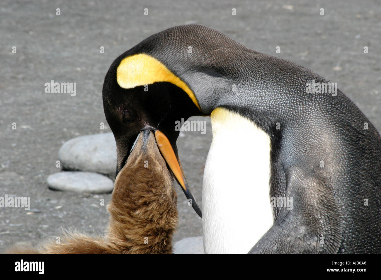 King Penguins at St Andrews Bay on South Georgia island which is the ...