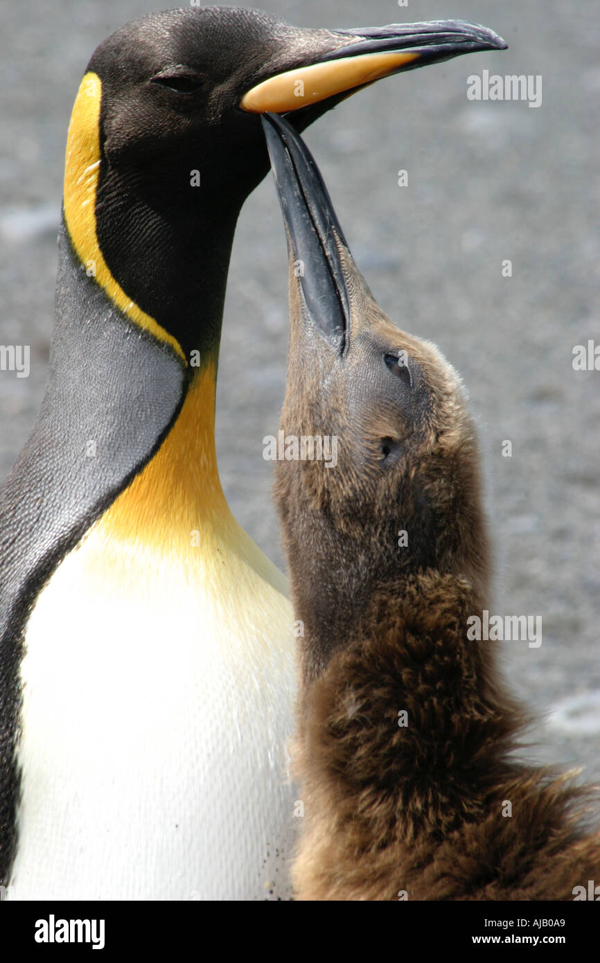 King Penguins at St Andrews Bay on South Georgia island which is the ...