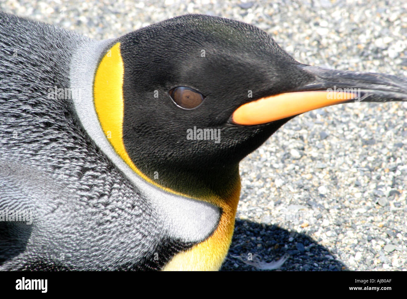 Rookery community antarctica hi-res stock photography and images - Alamy