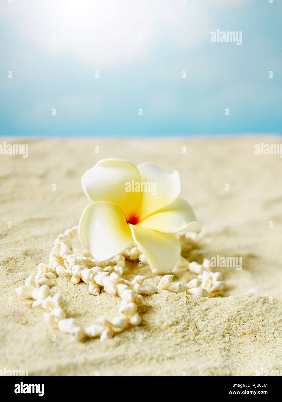 Sea shell necklace hawaii hi-res stock photography and images - Alamy