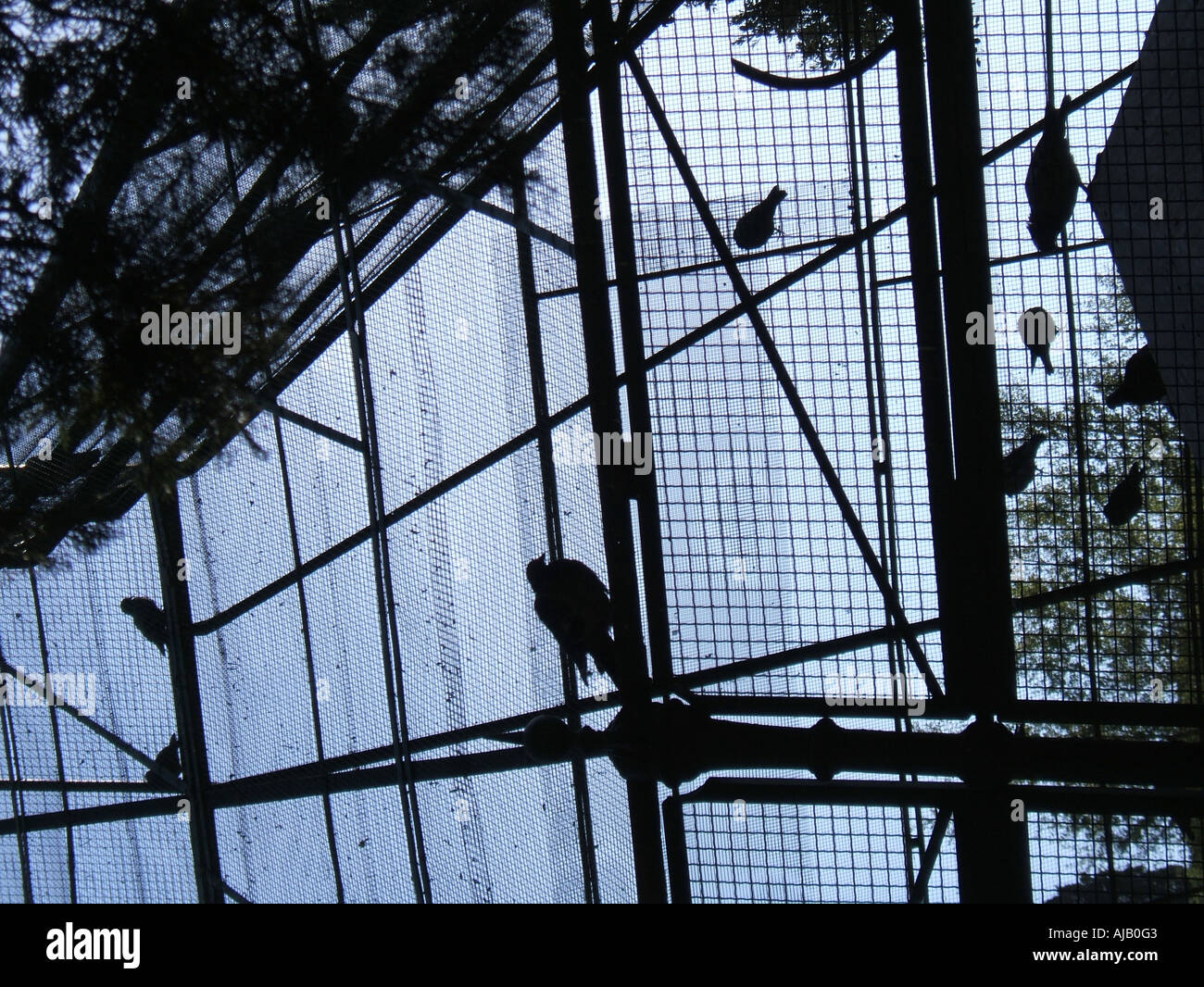 birds in a cage Stock Photo - Alamy