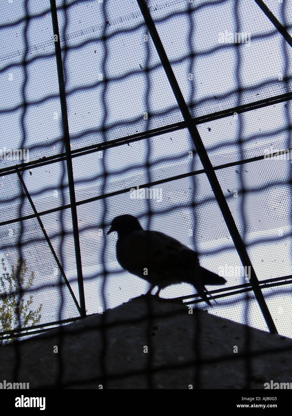 birds in a cage Stock Photo - Alamy