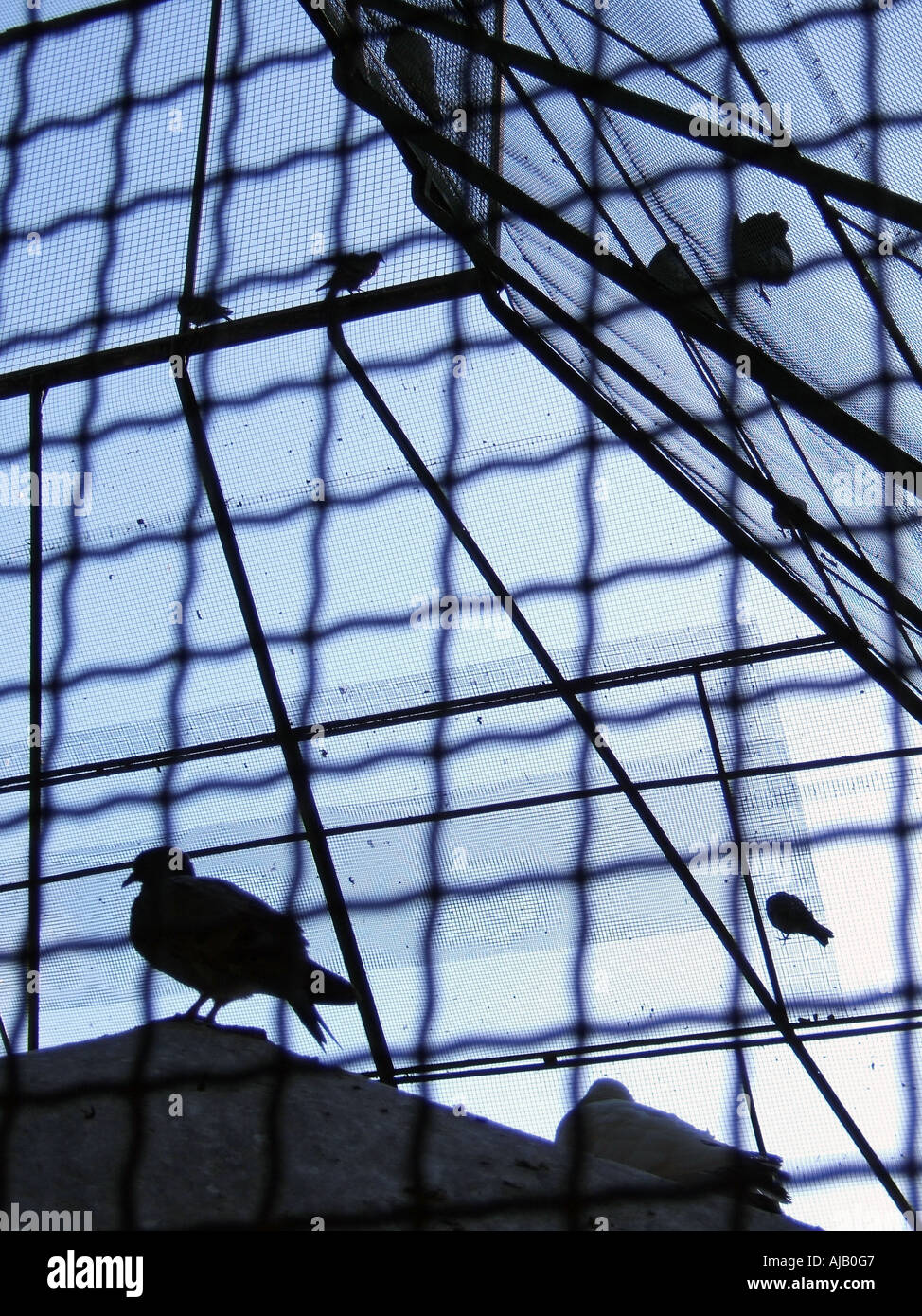 birds in a cage Stock Photo - Alamy