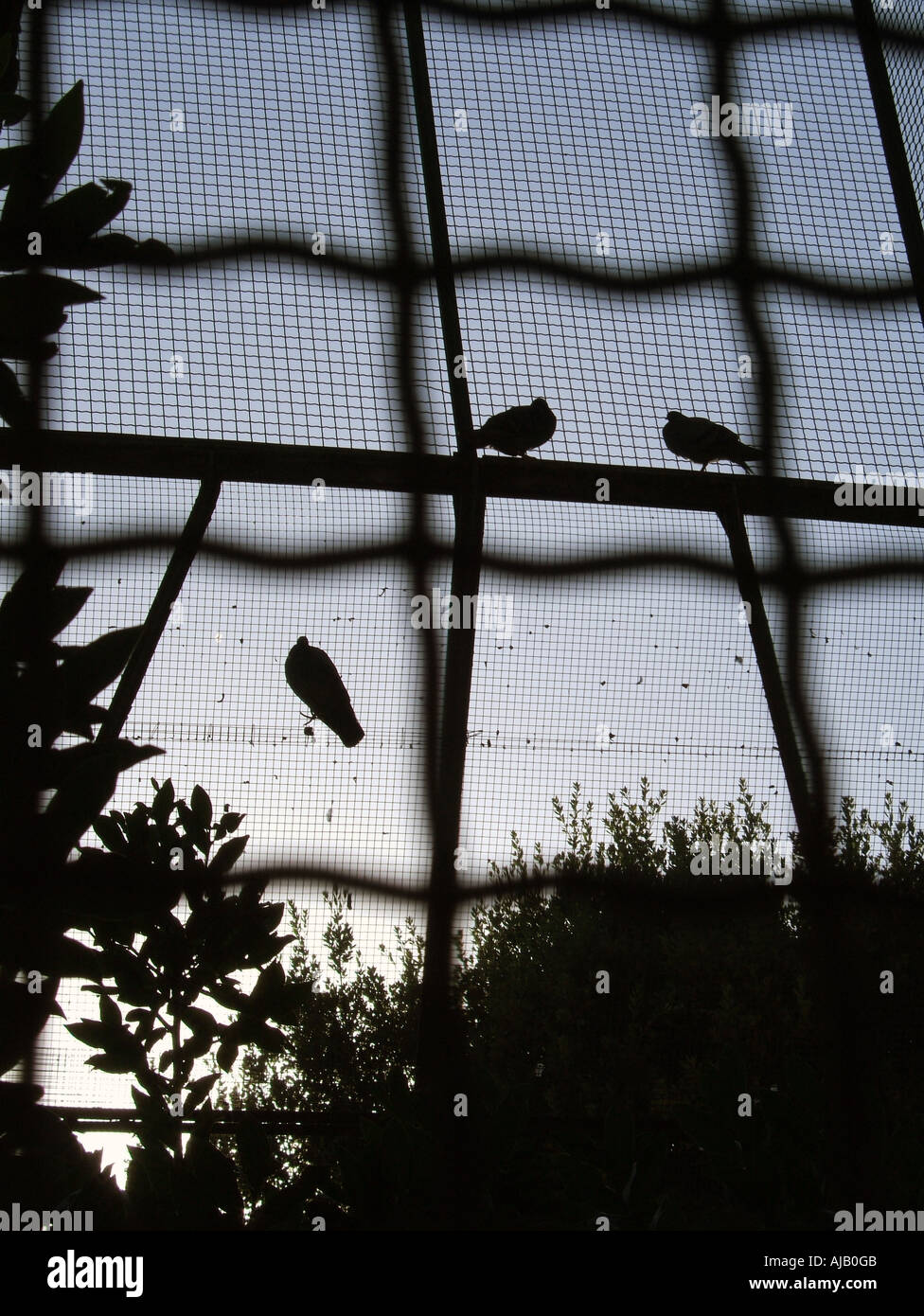 birds in a cage Stock Photo - Alamy