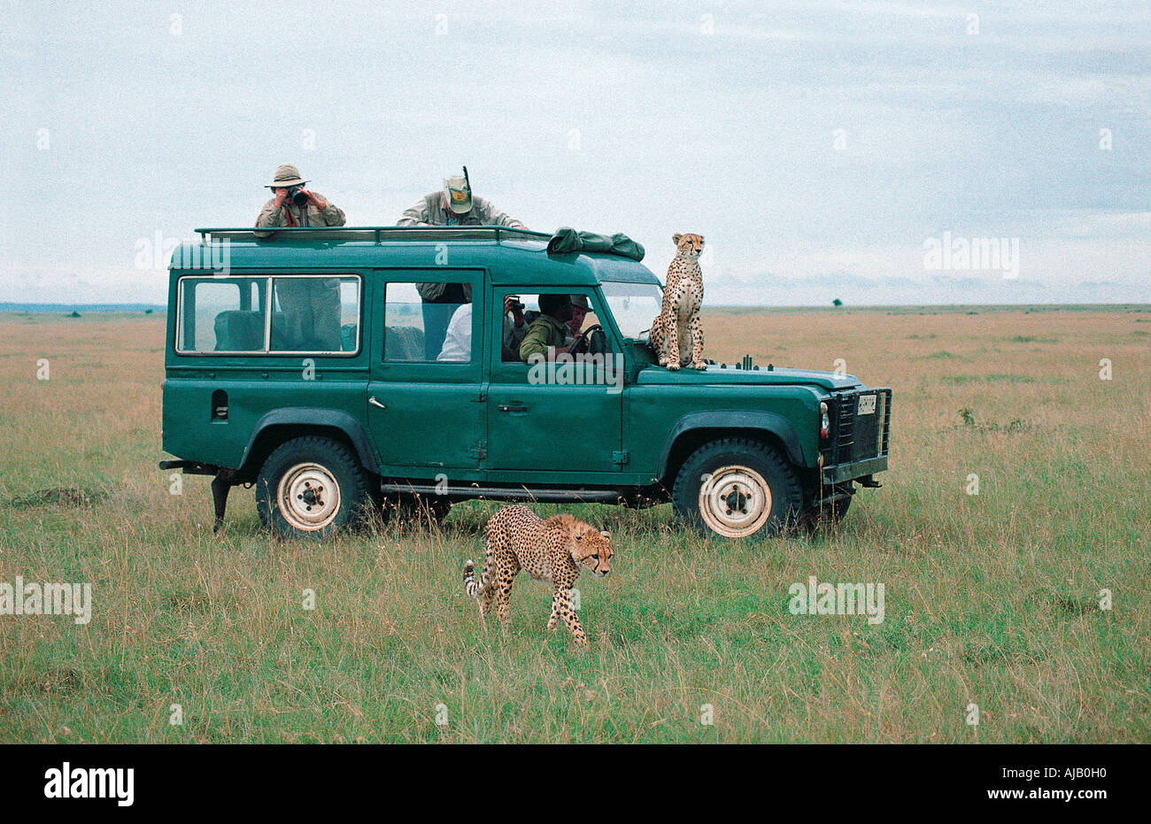 Wild female cheetah sits on the bonnet or hood of a Landrover Masai ...