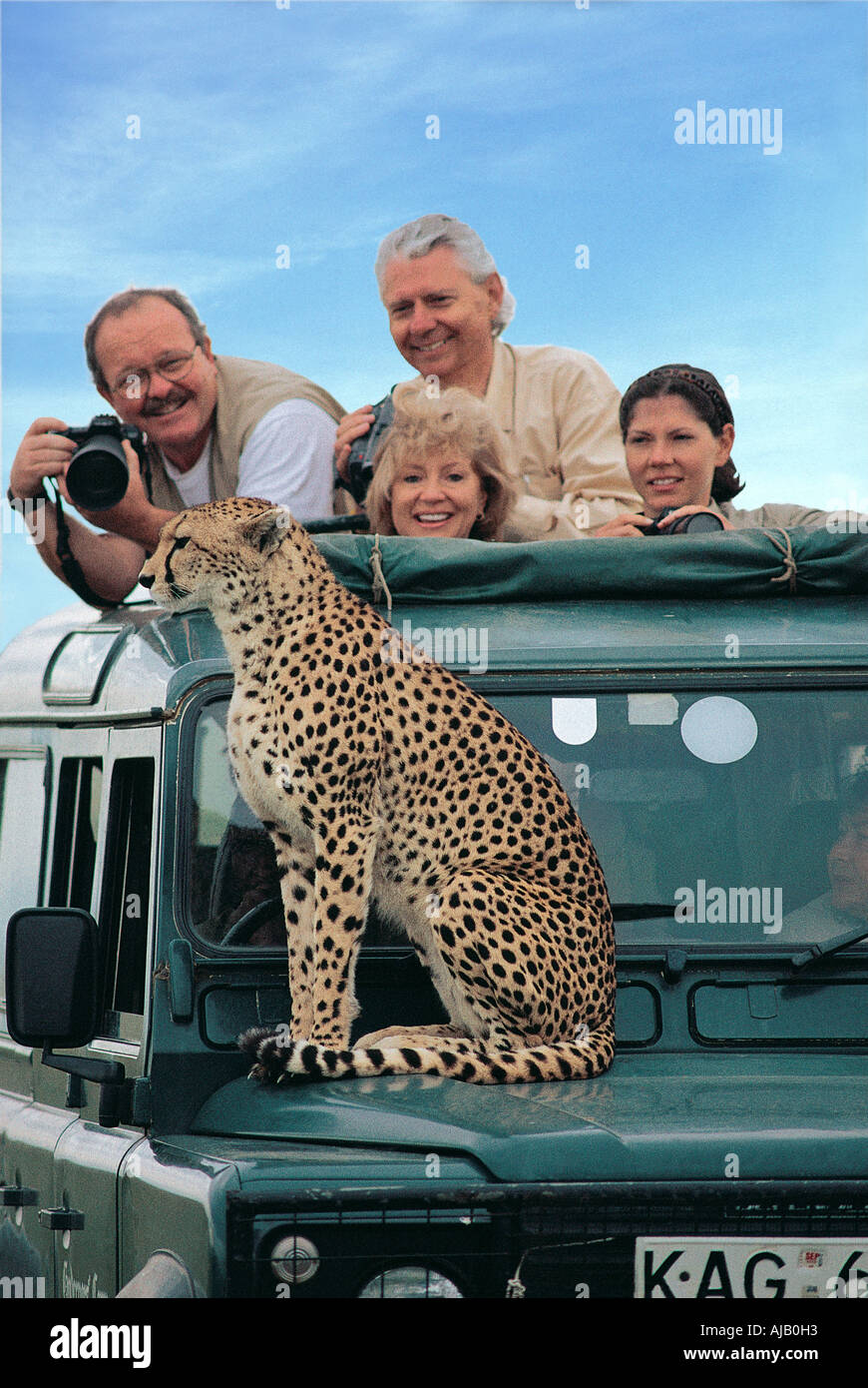 Wild female cheetah sits on the bonnet of a Landrover Masai Mara ...