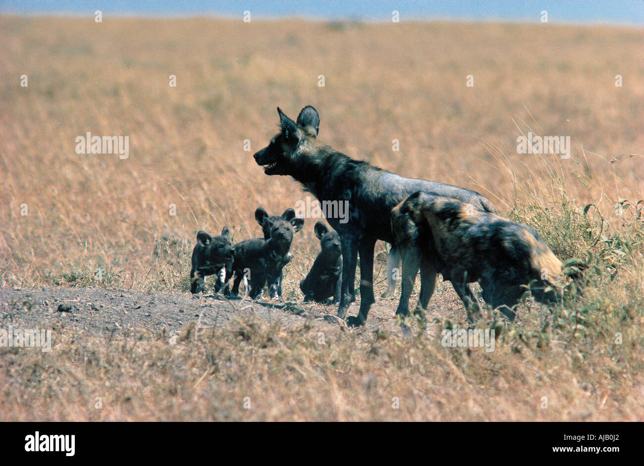 Male African Wild Dog socialising with his puppies Masai Mara National ...