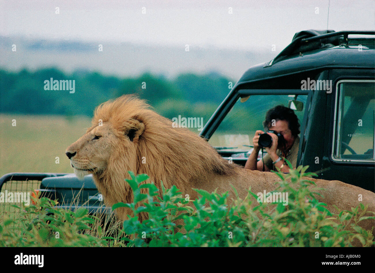 Lion lady hi-res stock photography and images - Alamy