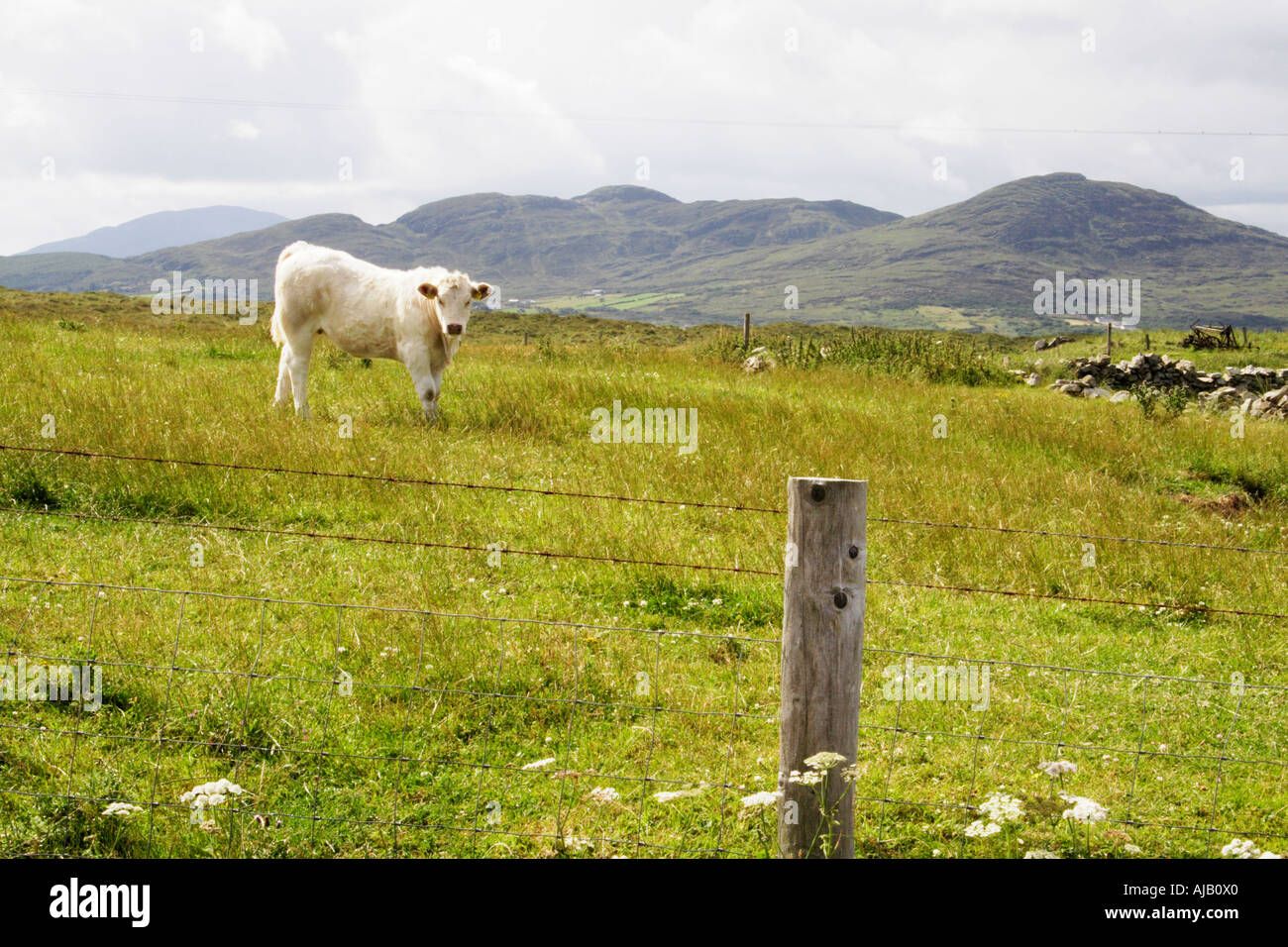 A Cow grazing on the Isle of Doagh, Inishowen, Donegal, Eire Stock ...