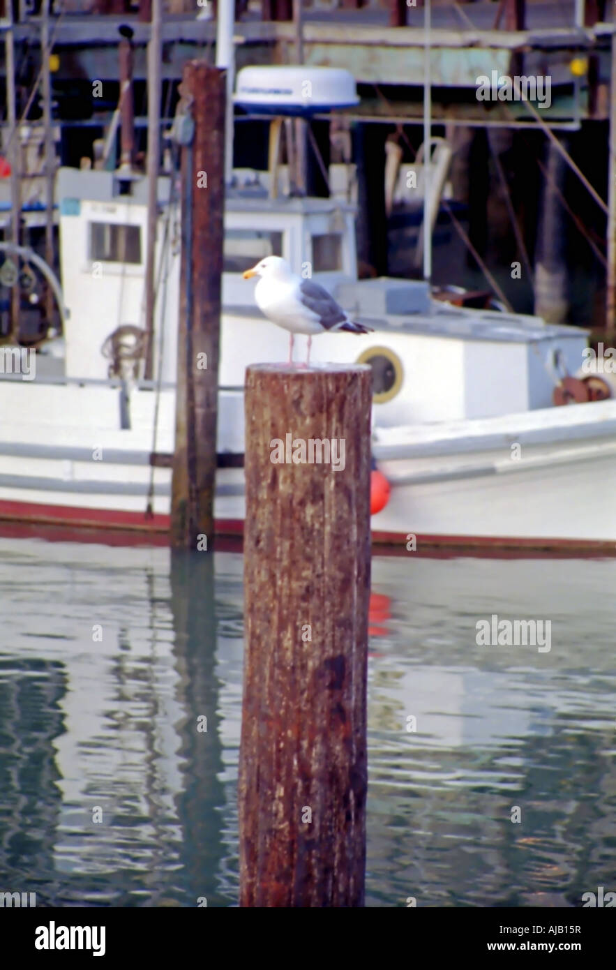 A very coastal scene of a lone seagull resting on a wharf pylon, taken ...