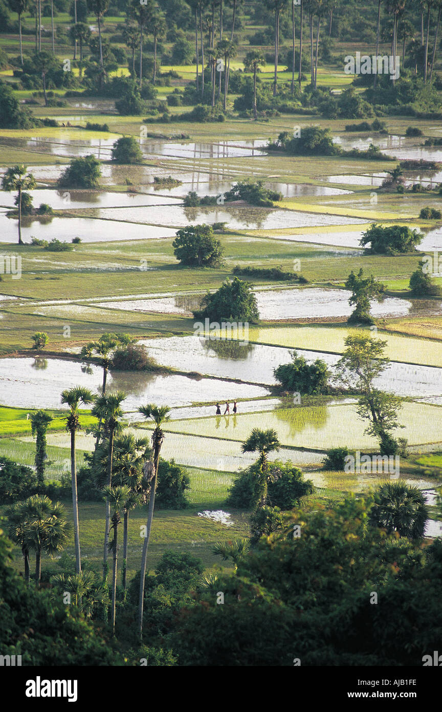Rice Paddy Fields Siem Reap Cambodia SE Asia Stock Photo - Alamy