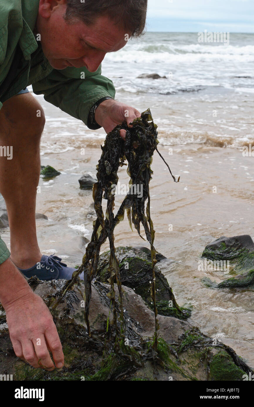 Laverbread Wales High Resolution Stock Photography and Images - Alamy