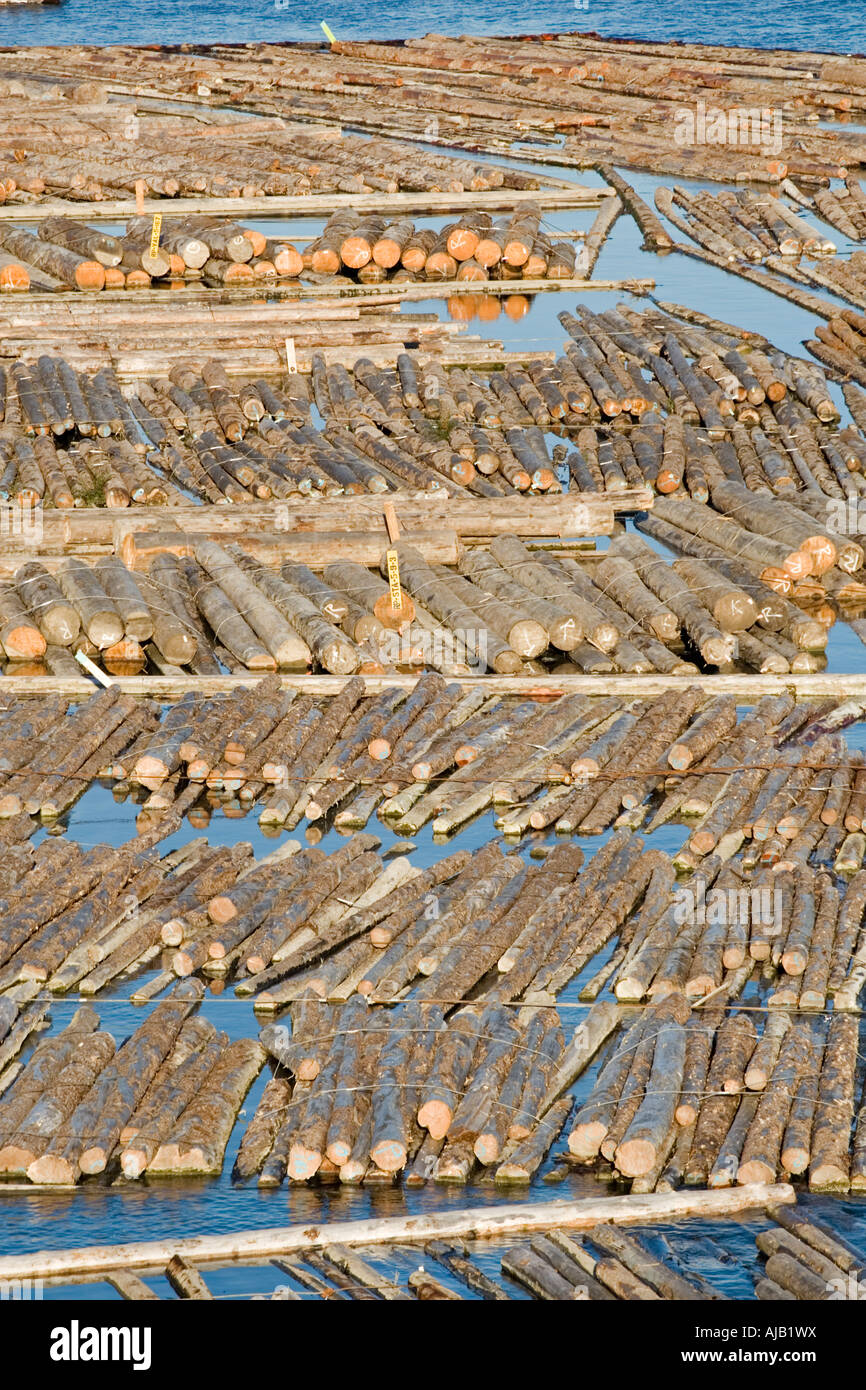 Logs at a Mill Stock Photo - Alamy