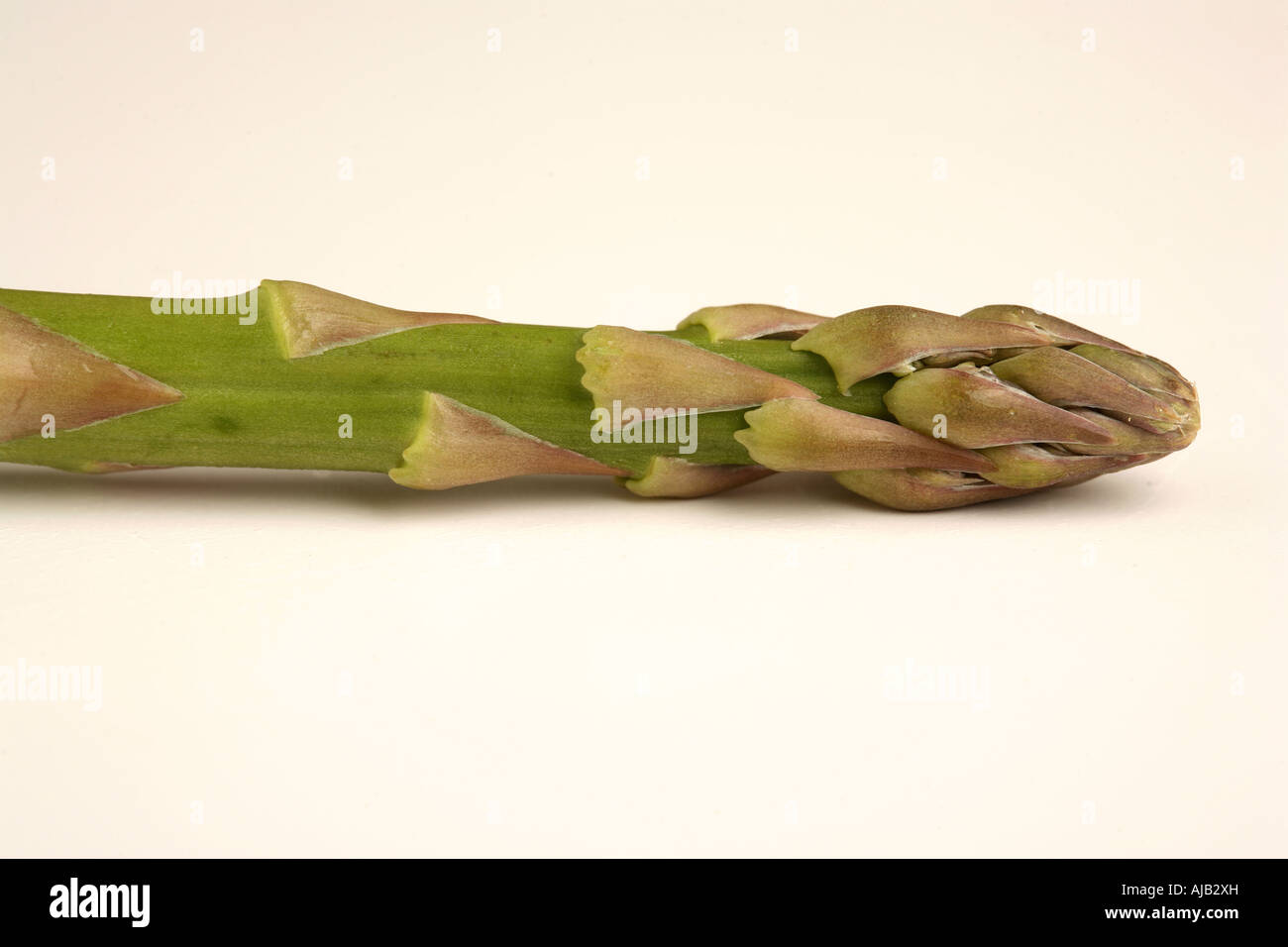 A cutout of a spear of asparagus Stock Photo - Alamy