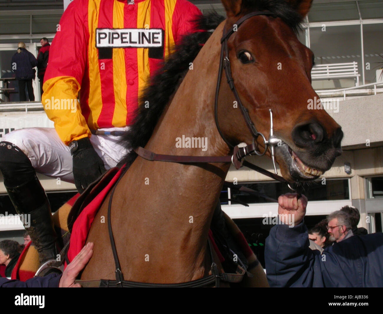 race horse and jockey in parade ring at Sandown Park, England, UK Stock ...
