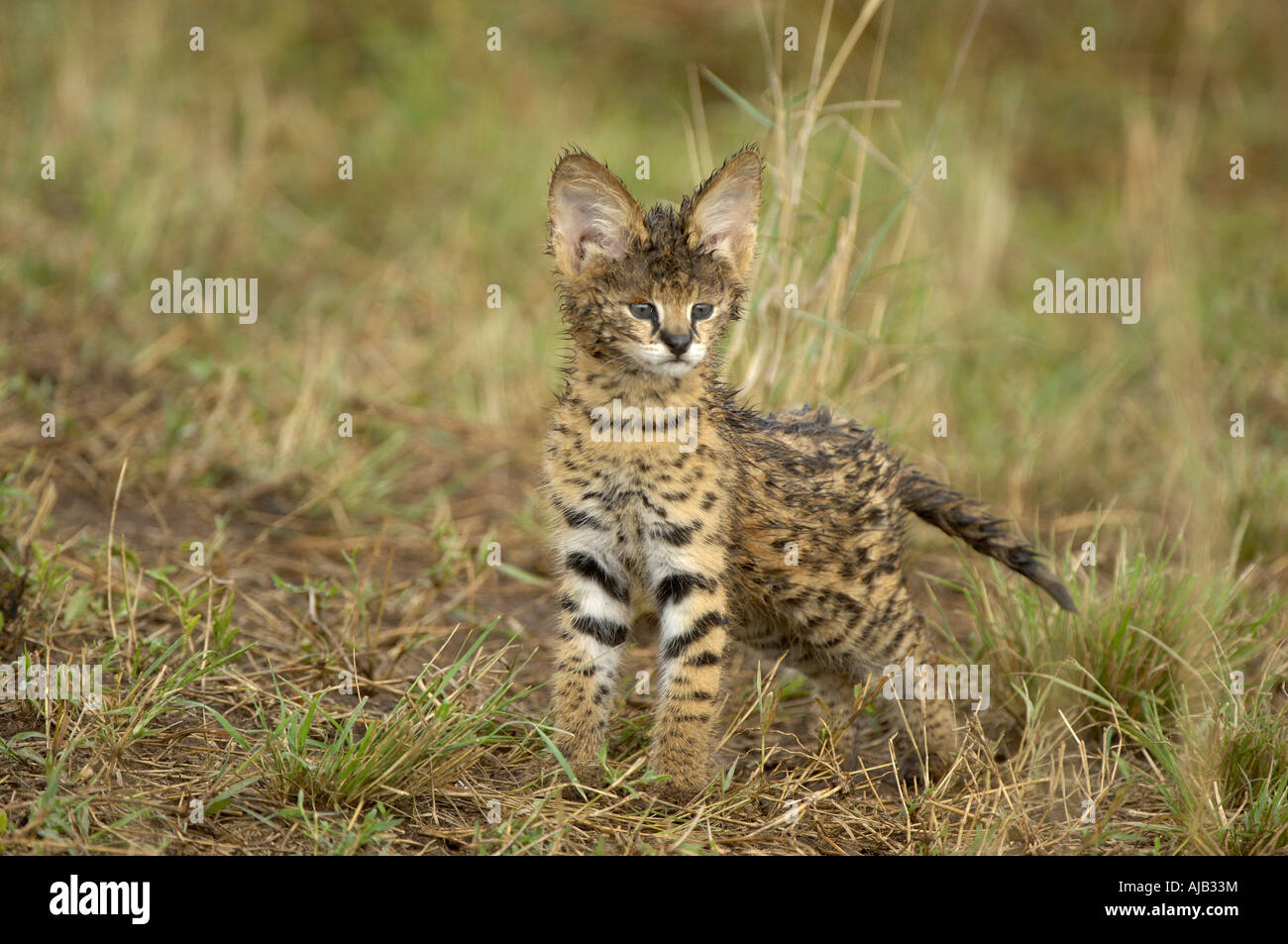 Serval Cat Felis serval Masaii Mara Kenya kitten with wet fur Stock ...