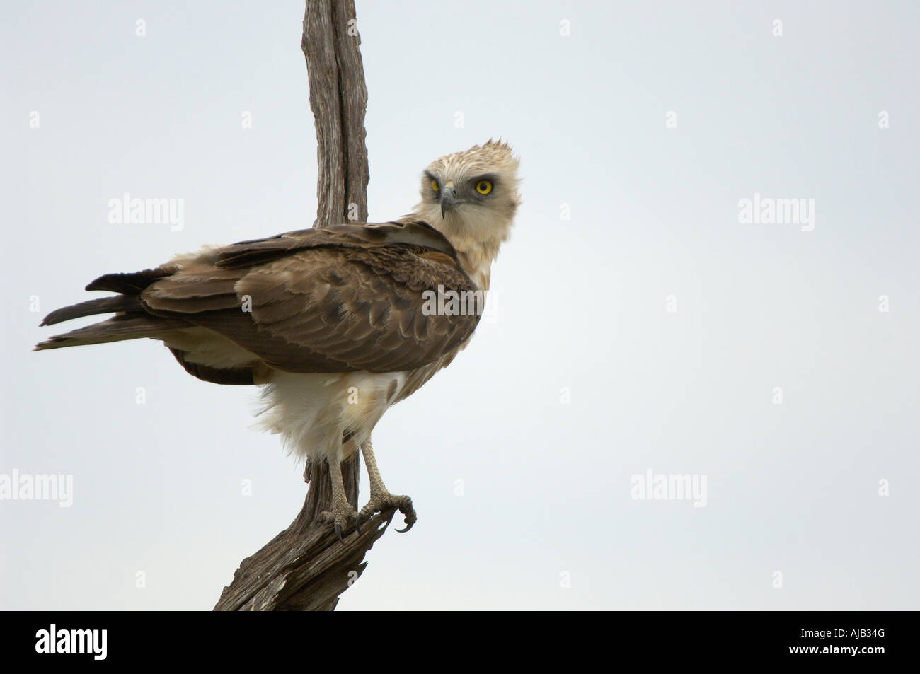 Short toed Snake Eagle Circaetus gallicus Stock Photo - Alamy