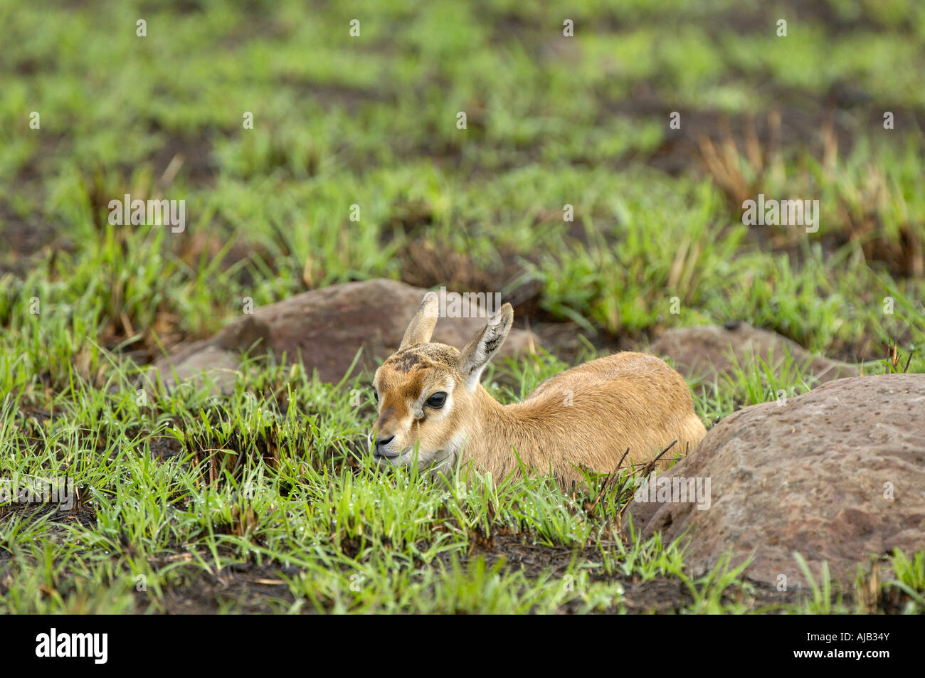 Red fronted or Thomson s Gazelle Gazella rufifrons new born young ...