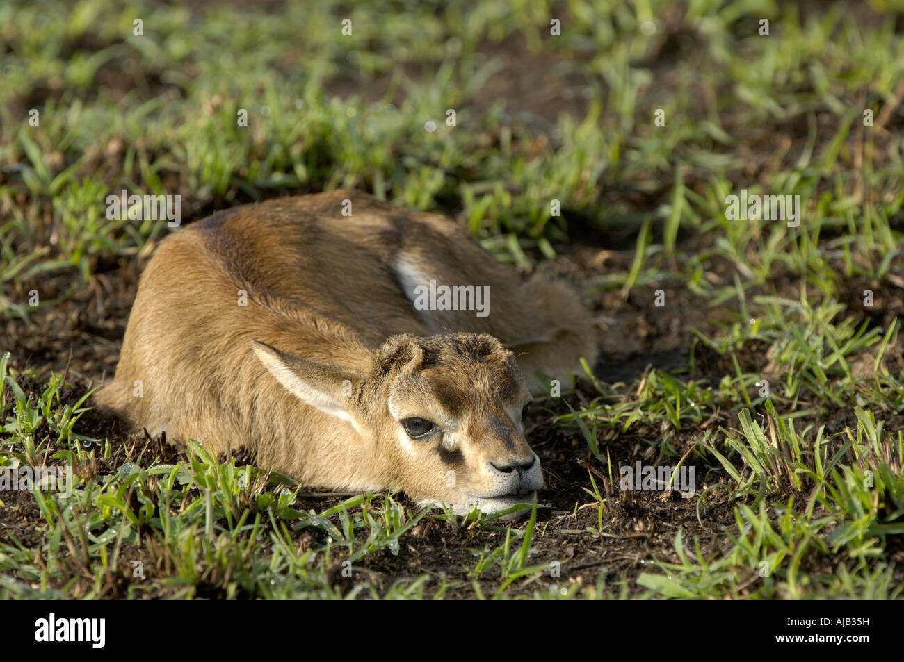 Red fronted gazella hi-res stock photography and images - Alamy