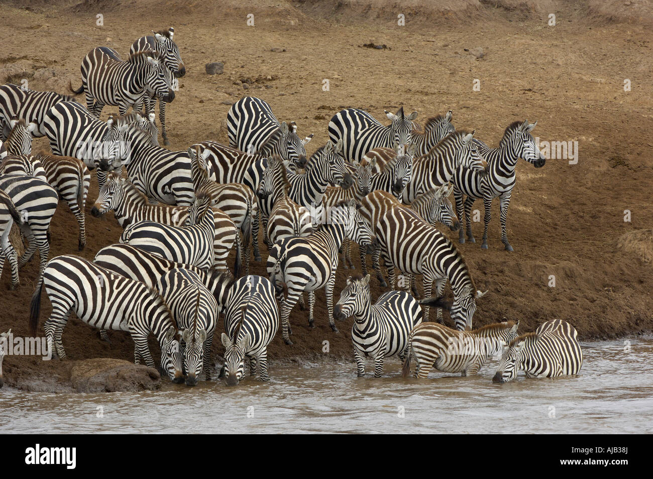 Zebra horse cross hi-res stock photography and images - Alamy