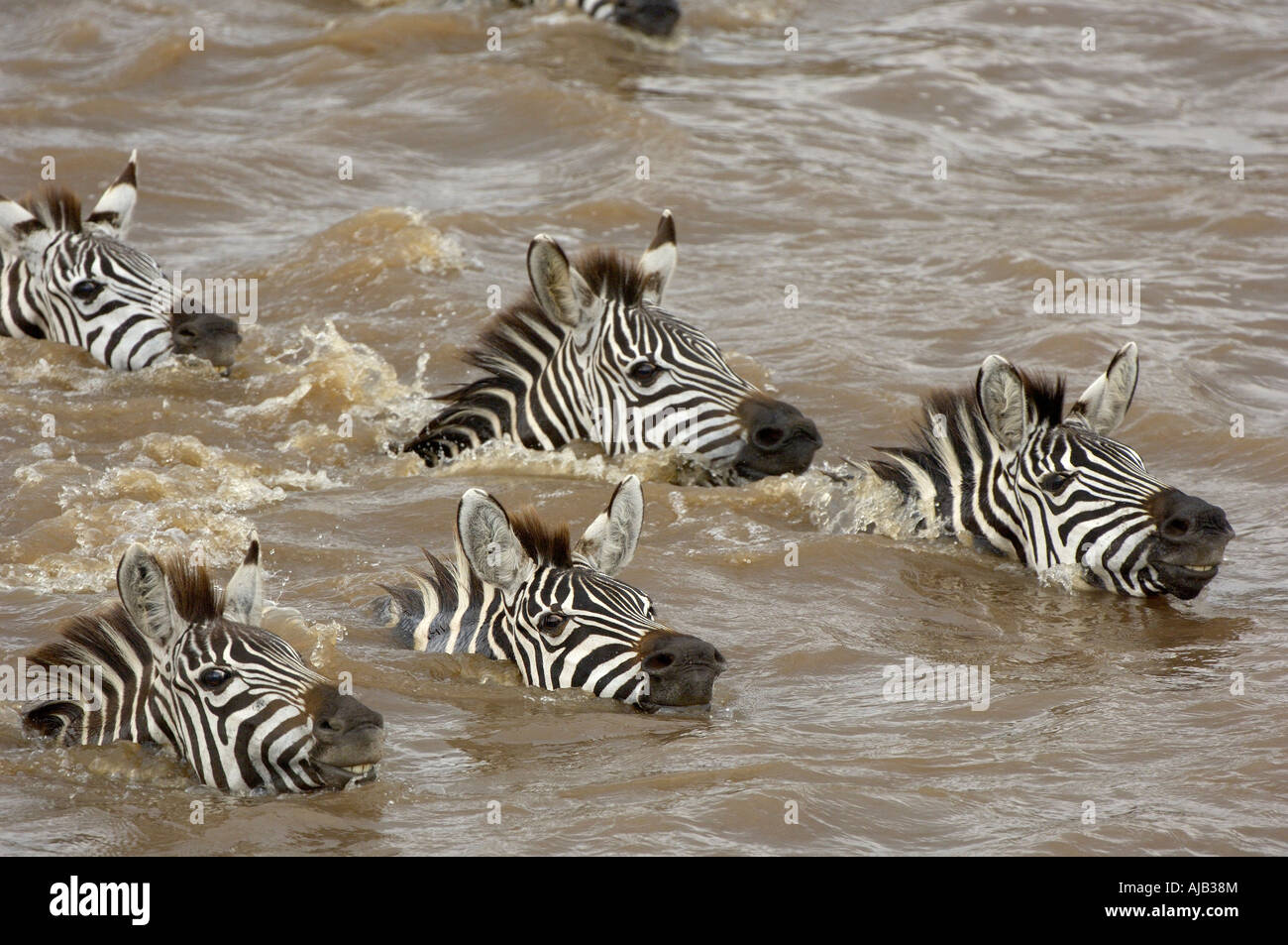 Zebra swimming hi-res stock photography and images - Alamy