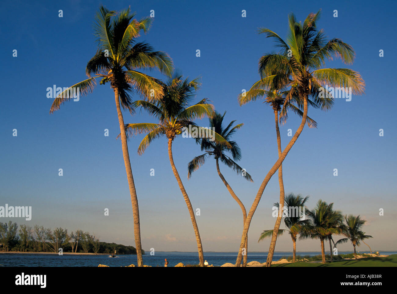 Palm trees,odd twisted shapes, trees in a row, captiva island, florida ...