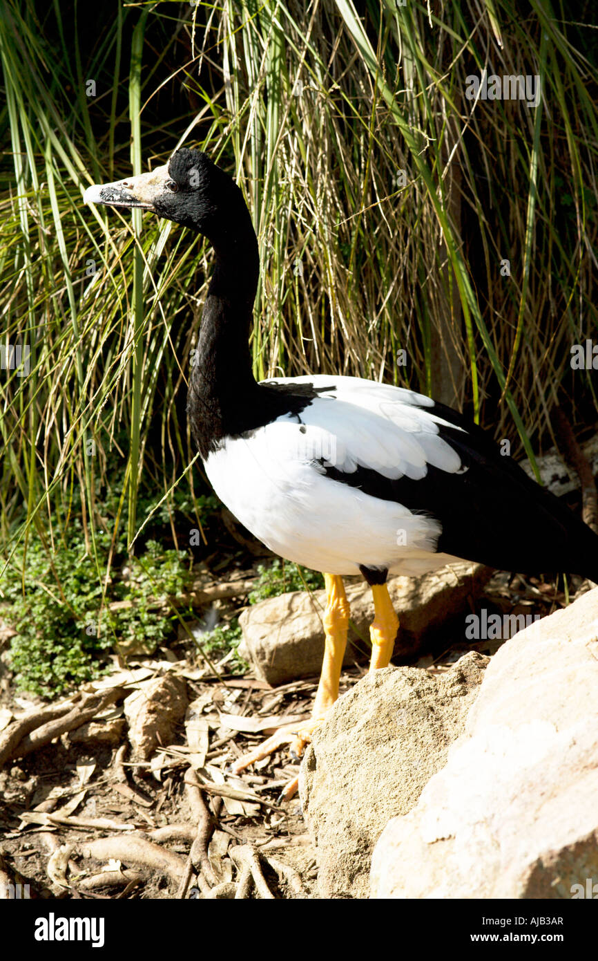 Magpie goose hi-res stock photography and images - Alamy