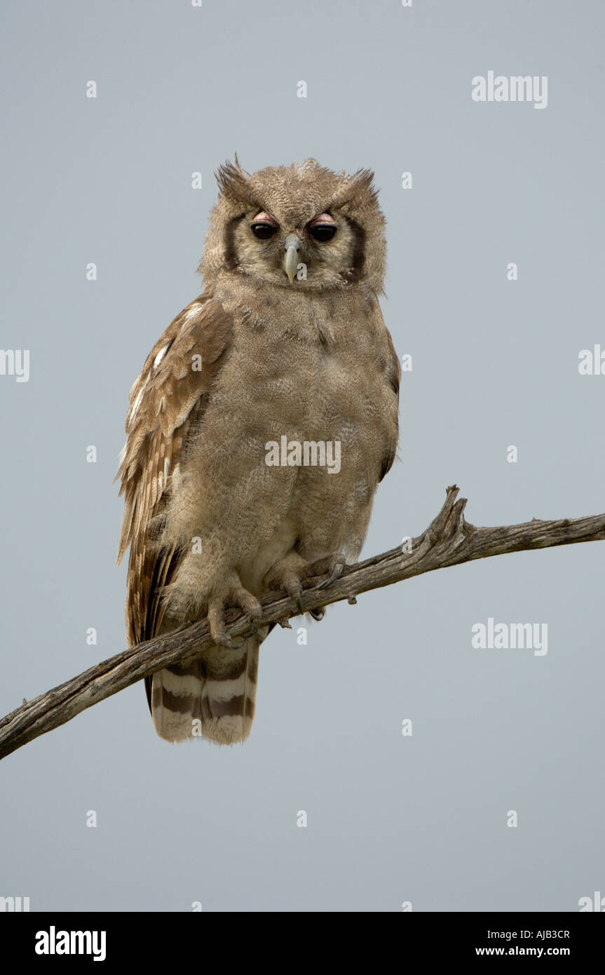 Giant or Verreaux s Eagle Owl Bubo lacteus Masaii Mara Kenya Stock ...