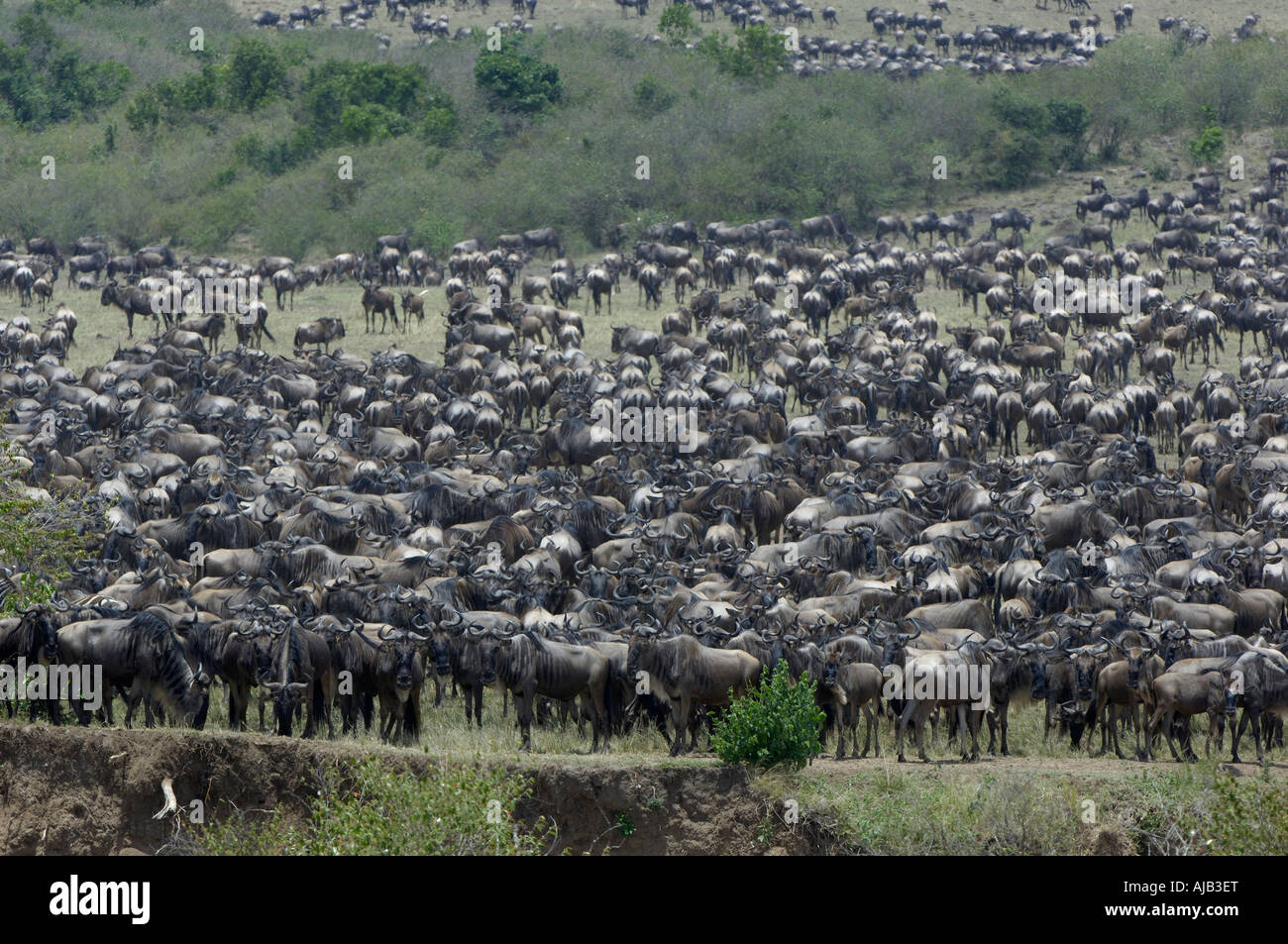 Masaii mara migration hi-res stock photography and images - Alamy