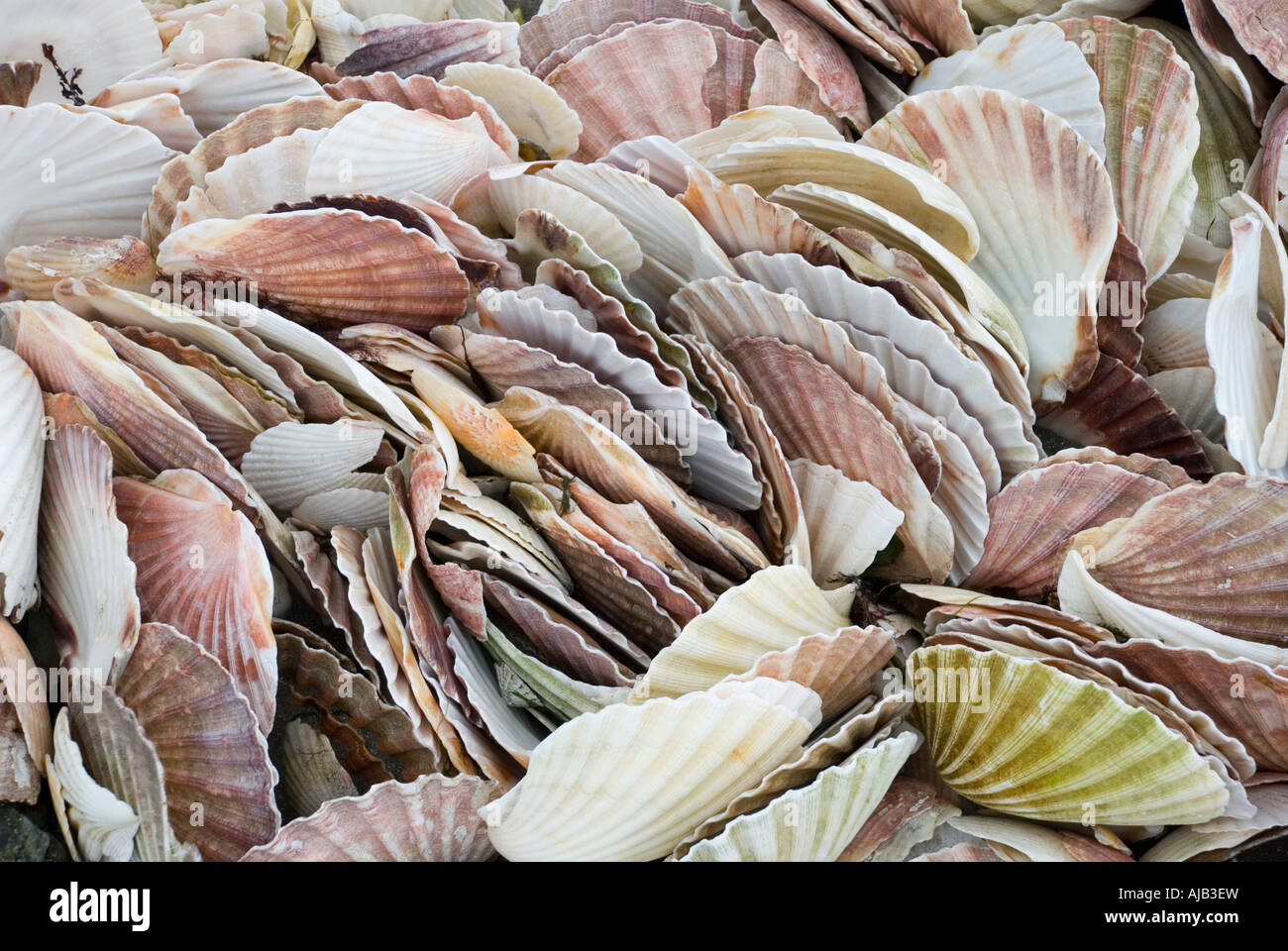 Mollusc shell waste hi-res stock photography and images - Alamy