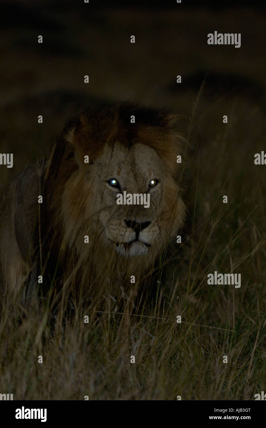 Lion hunting night hi-res stock photography and images - Alamy