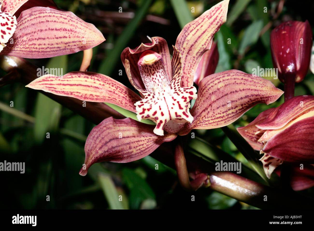 Cymbidium hybrids hi-res stock photography and images - Alamy
