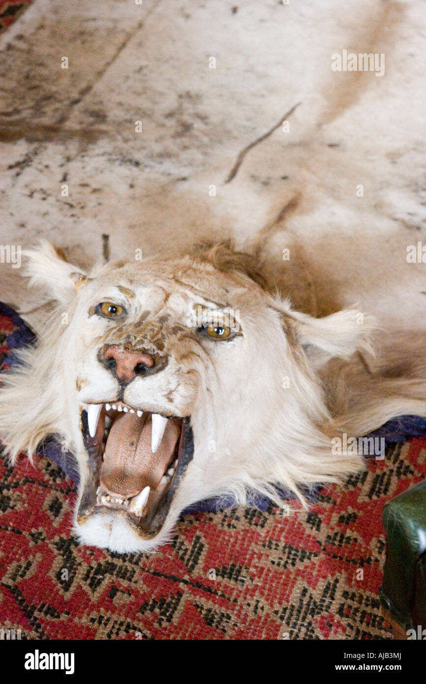 Animal skin rug hi-res stock photography and images - Alamy