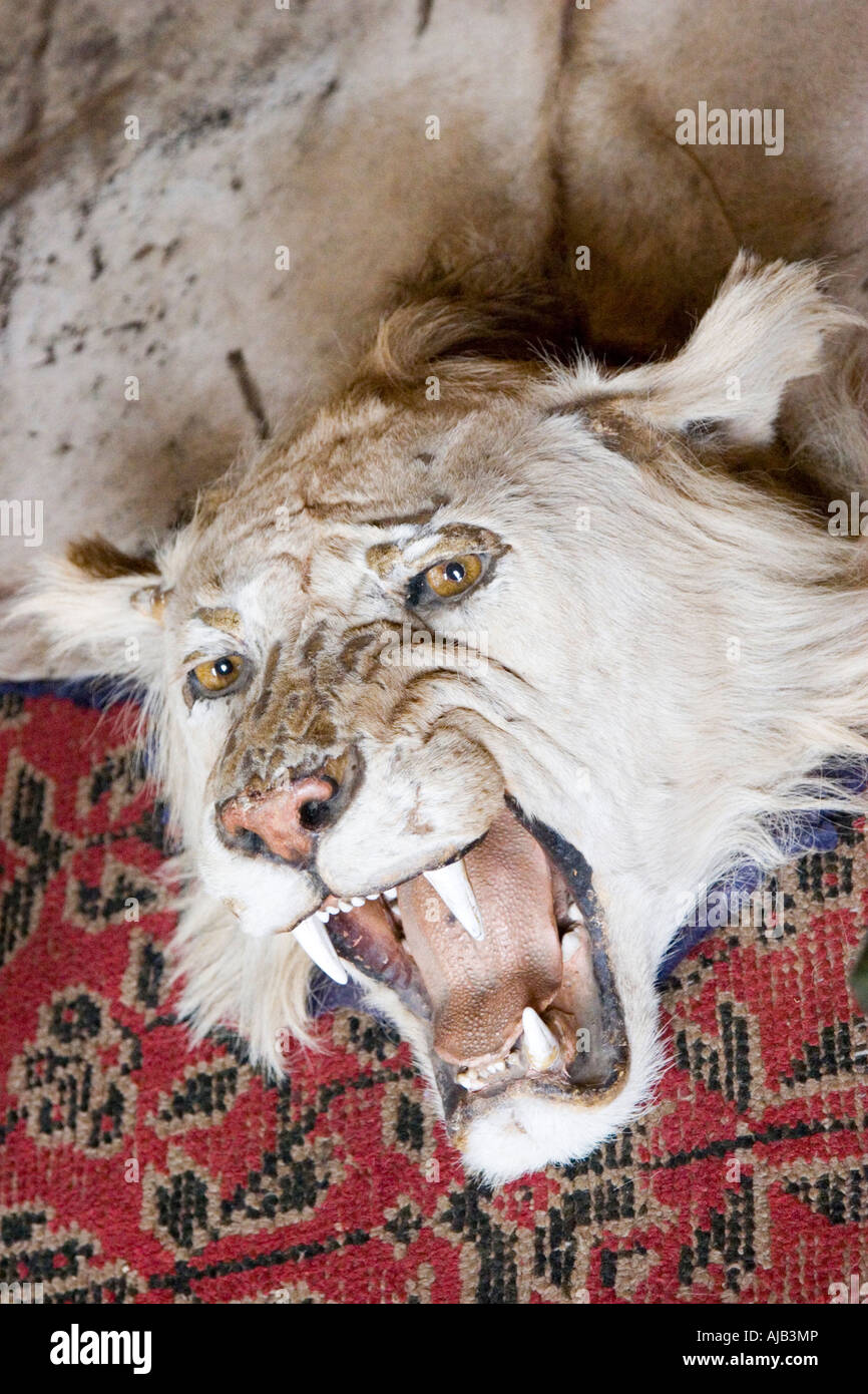 Lion skin rug Stock Photo - Alamy