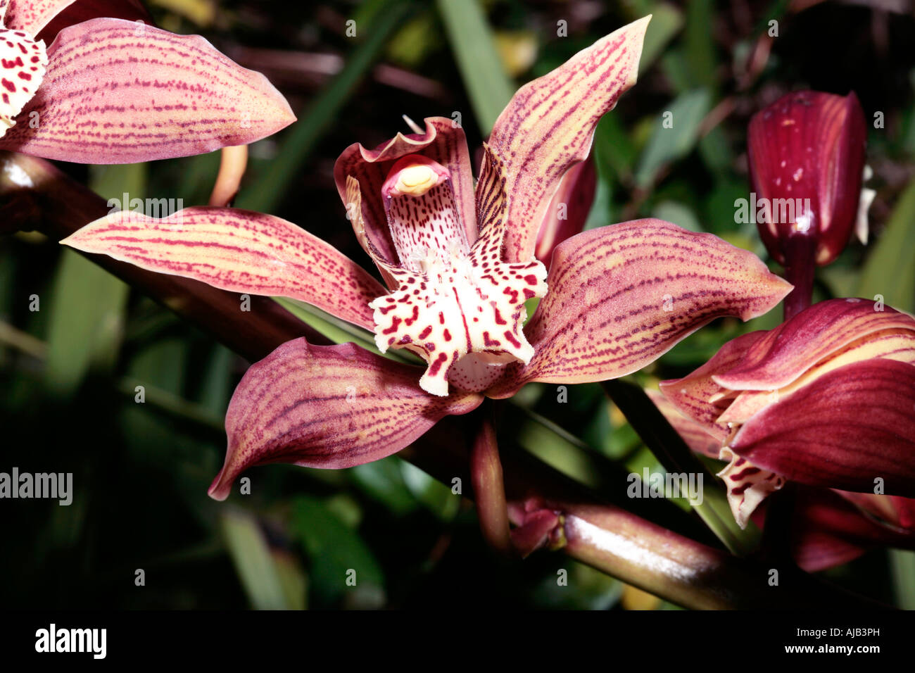 Cymbidium orchid hi-res stock photography and images - Alamy