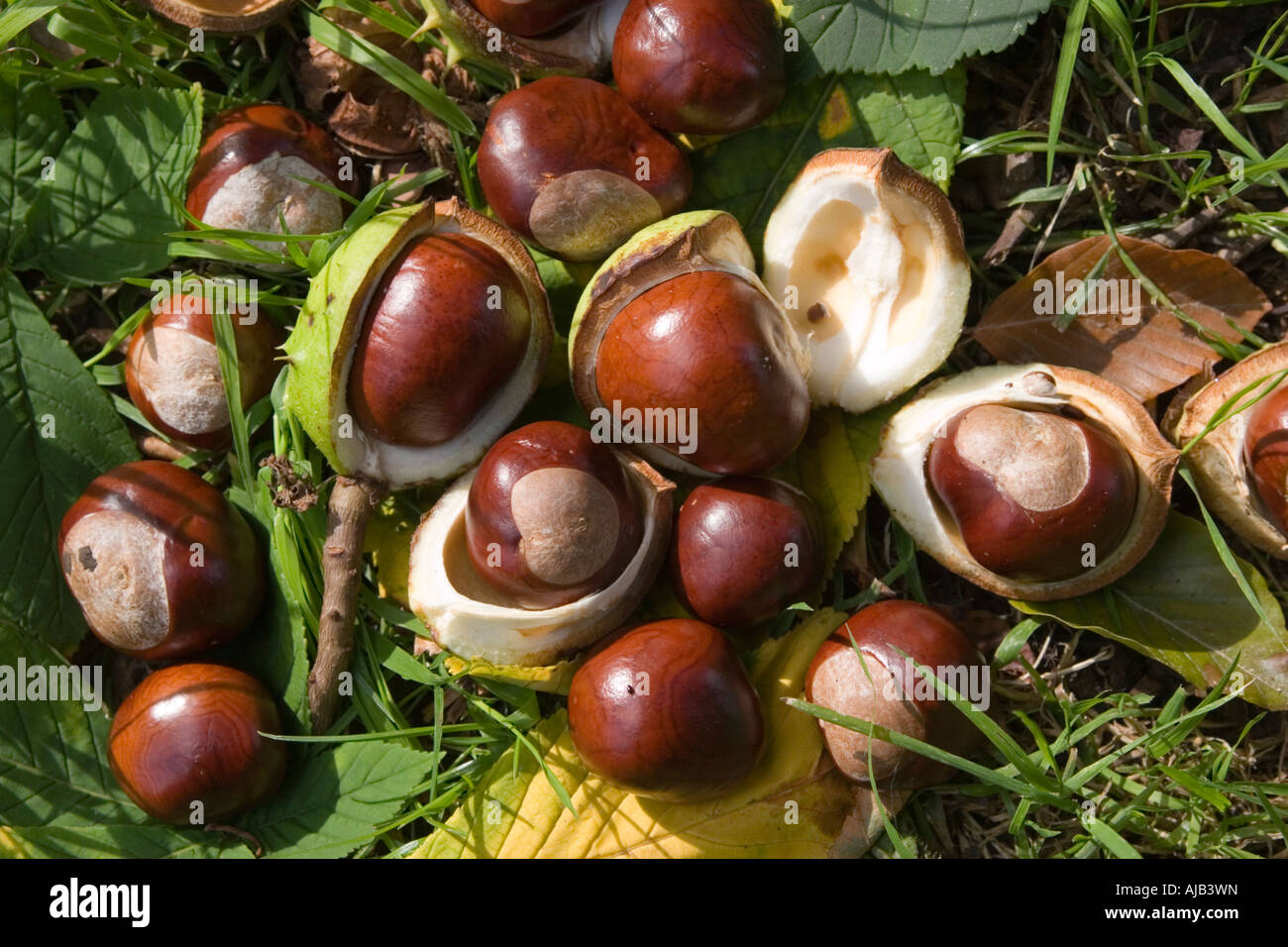 Horse chestnuts or conkers collected by a child Stock Photo - Alamy