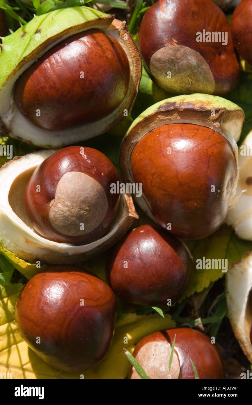 Horse chestnuts or conkers collected by a child Stock Photo - Alamy