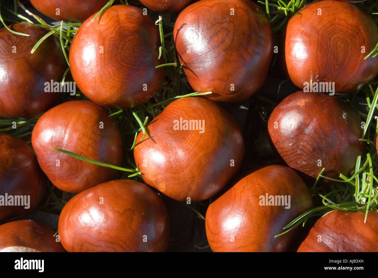 Horse chestnuts or conkers collected by a child Stock Photo - Alamy