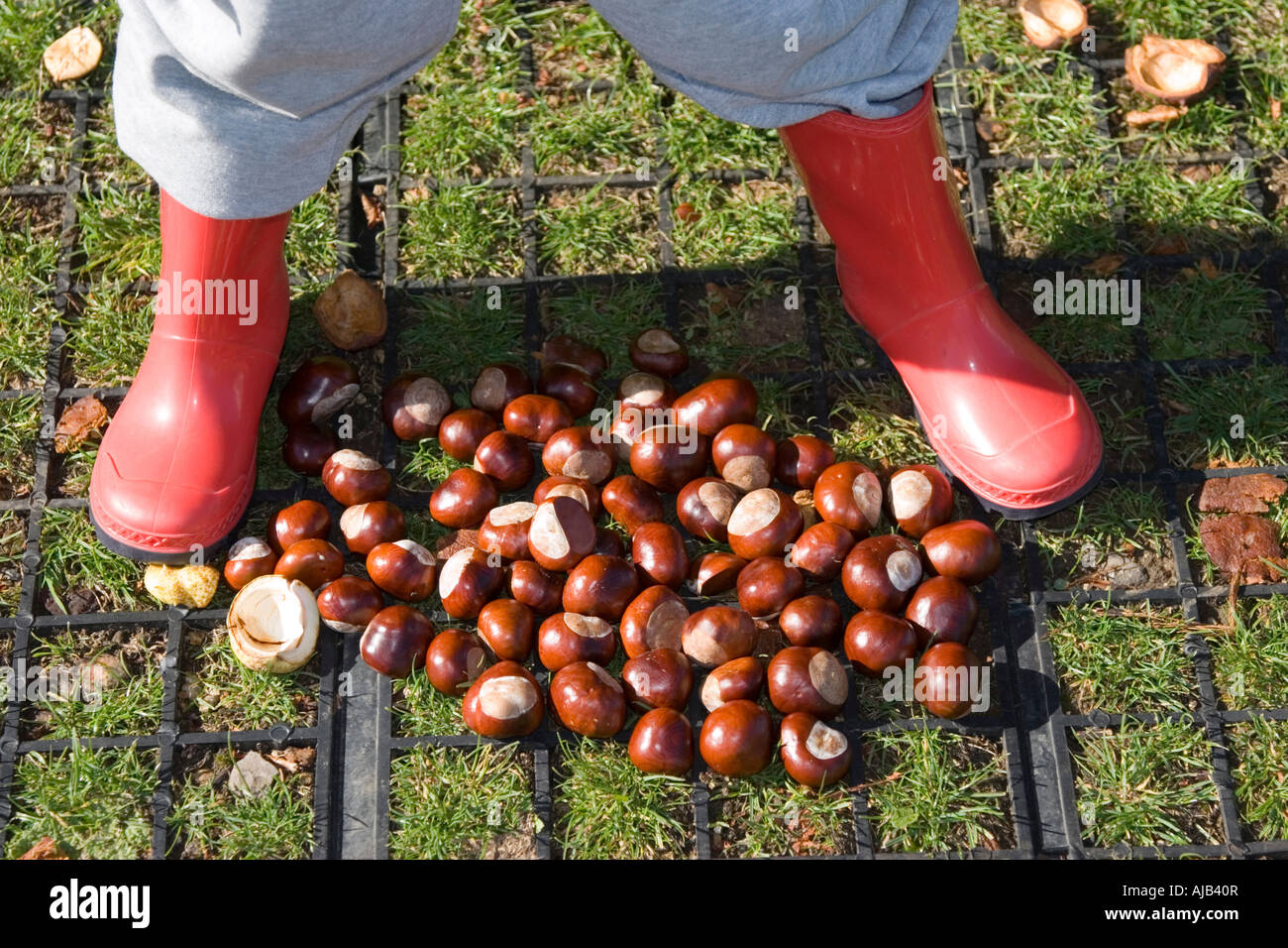 Red horse chestnut conkers uk hi-res stock photography and images - Alamy