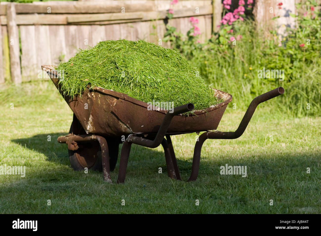 Wheelbarrow full of pile of green grass mowings ready for composting ...