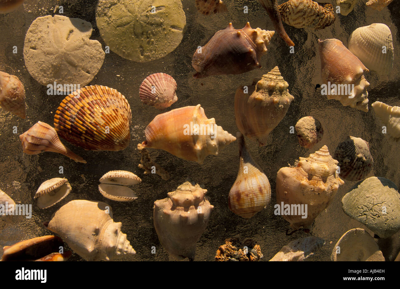 sea shells cluster seashells on bdach souvenirs sanibel captiva islands ...